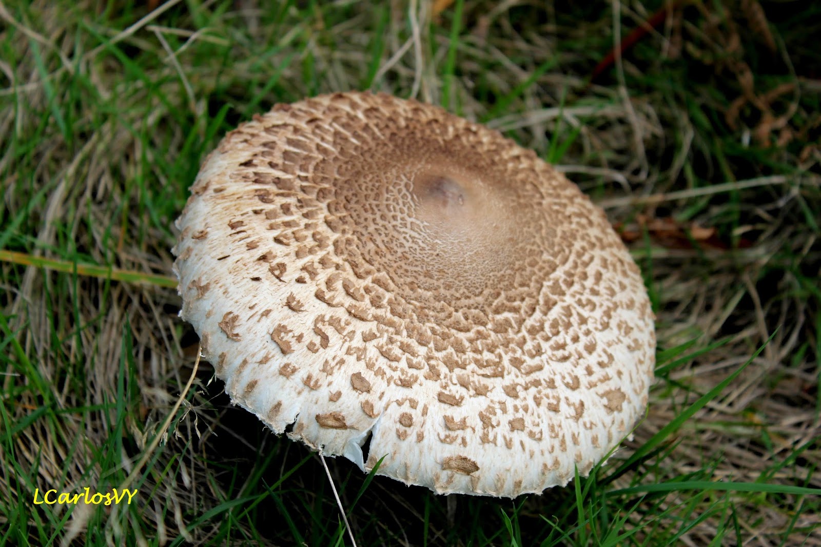 Escarbando por los Rincones de Asturias: Vamos de setas: La Lepiota