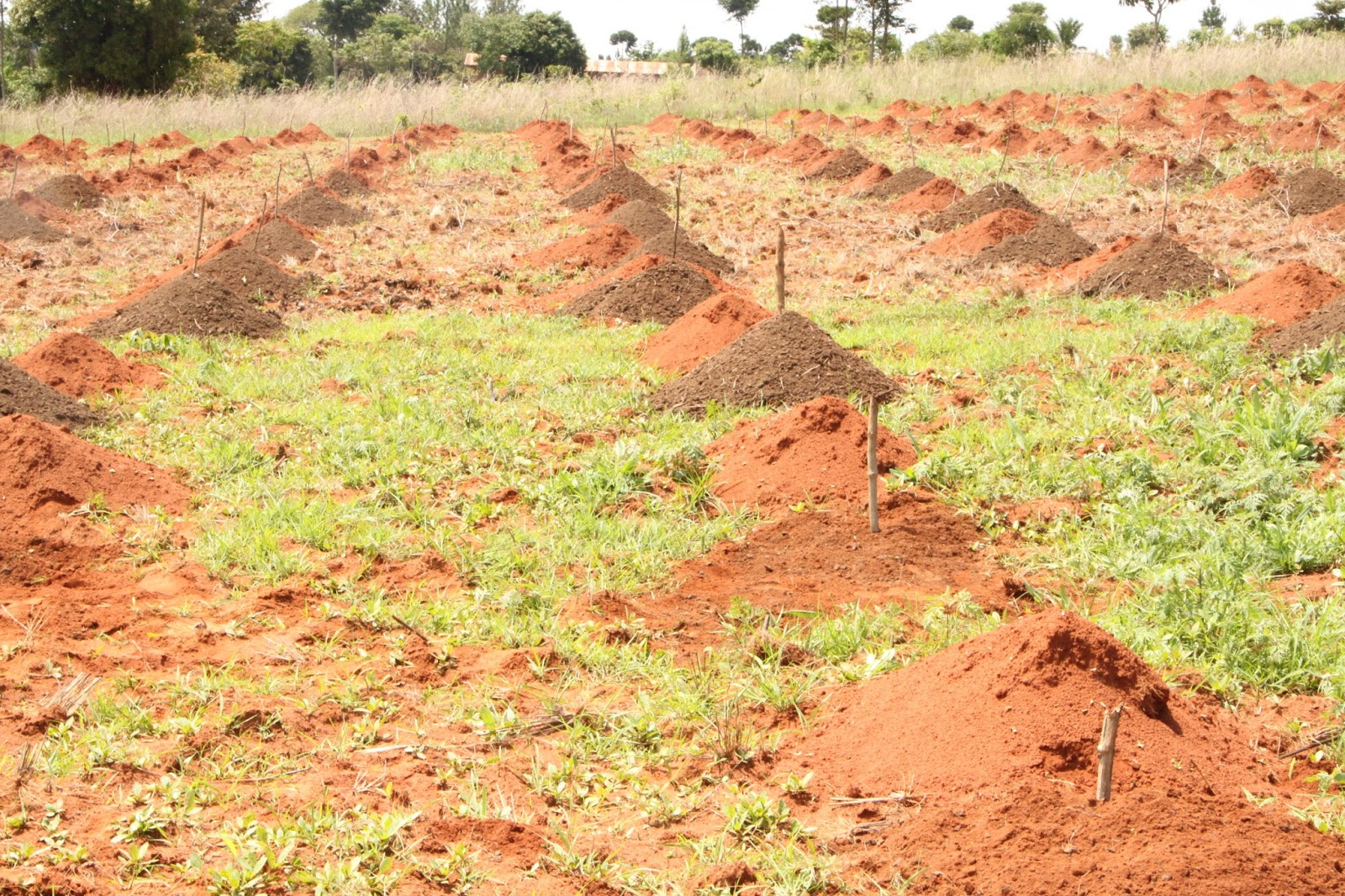 Kilimo Kwanza : Mbegu Bora za Migomba , Vazi Lishe na Mihogo Kuwakomboa ...