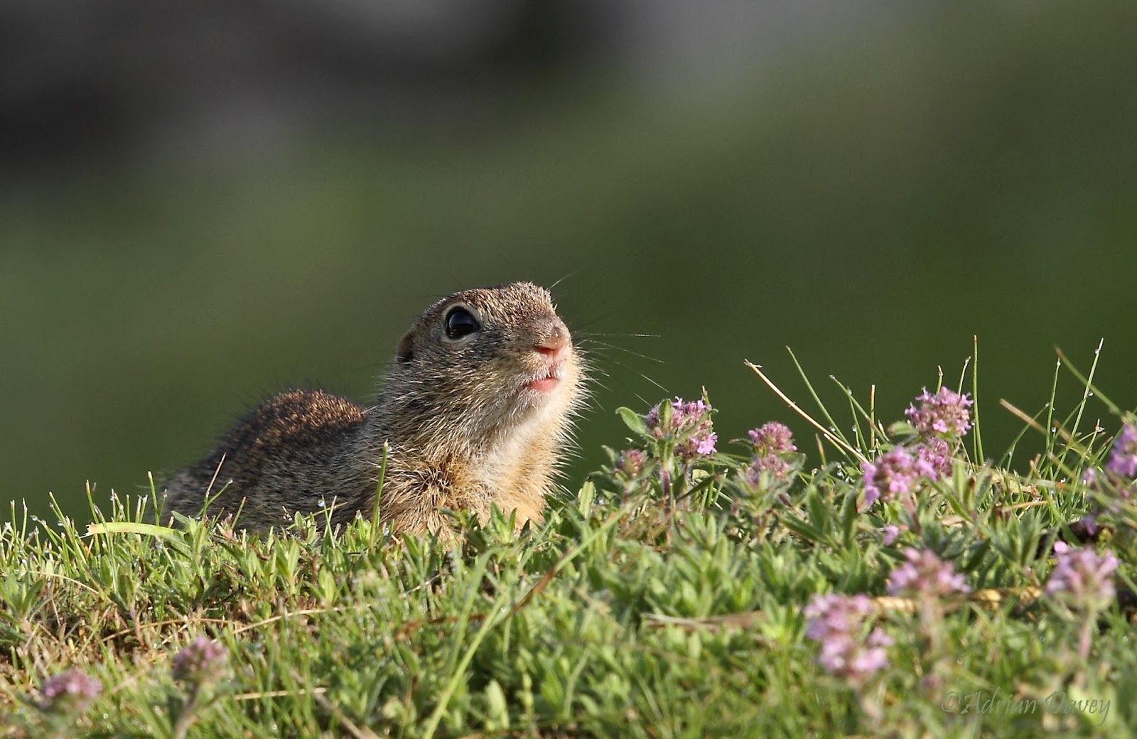 Adrian Davey Wildlife Photography Diary: Slovakia Mammals