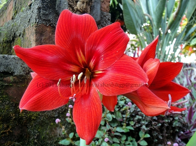 Practical Sanskrit: flower, puShpam पुष्पम्