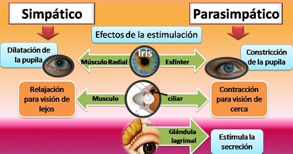 Fisiología humana: SNA (Simpático y Parasimpático): Esquema con dibujo