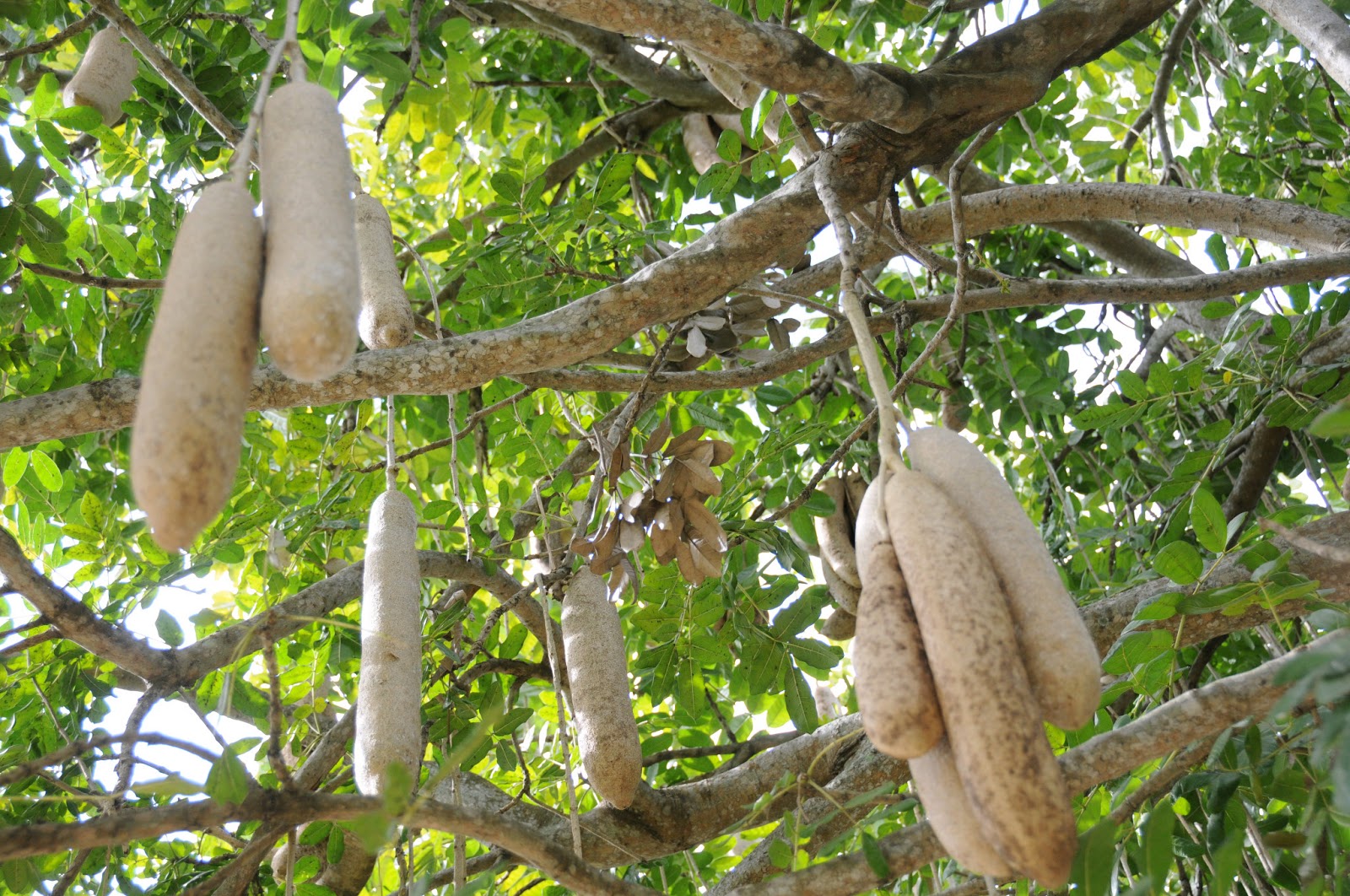 Cartacuba: Junto al patrimonio verde de la ciudad