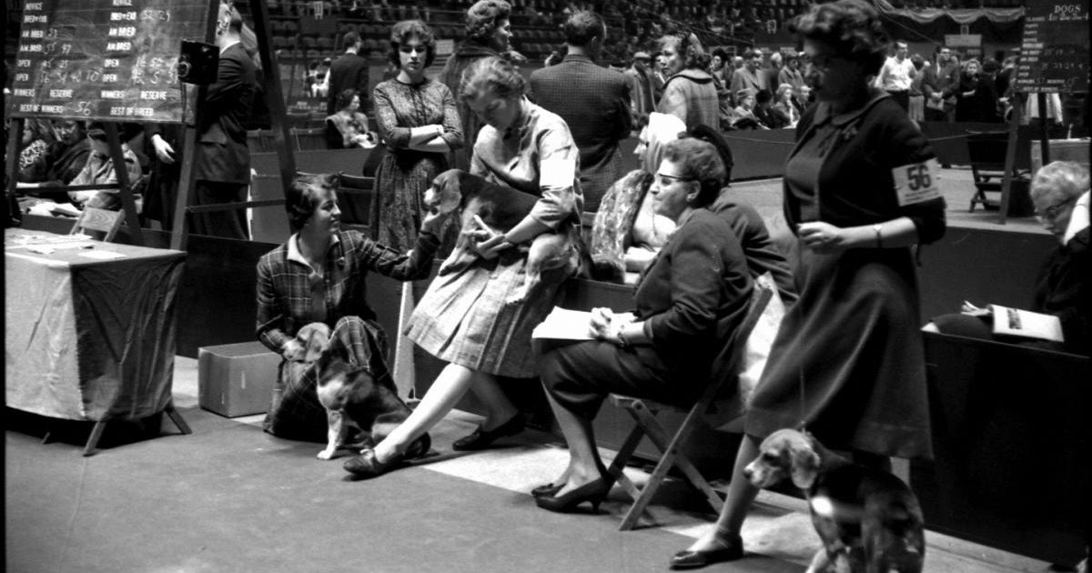 Lyssa humana: Photographer: Nat Finkelstein