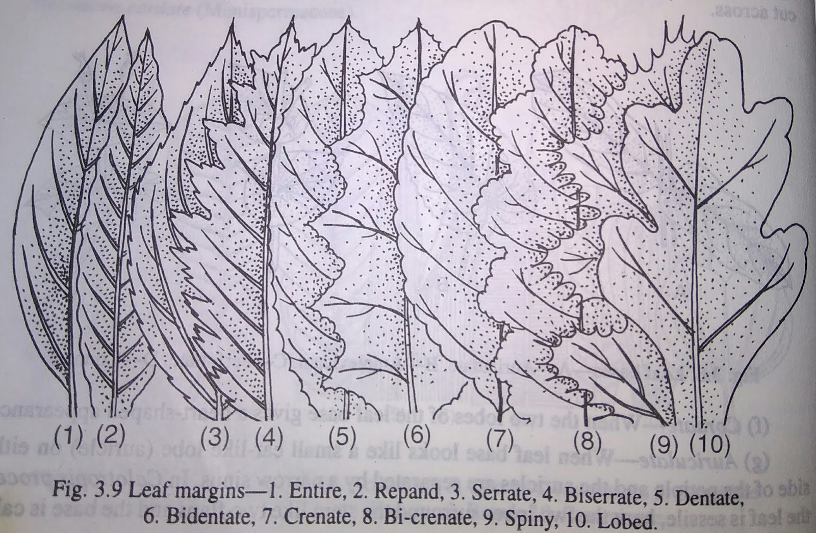 Leaf:types of leaf base, leaf margins, covering or vestiture of leaf ...
