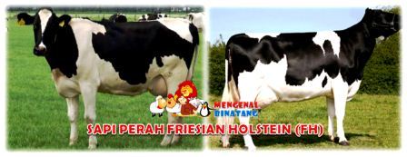 Mengenal Sapi Perah Friesian Holstein (FH) - Mengenal Binatang