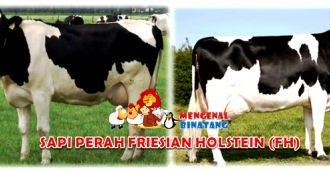 Mengenal Sapi Perah Friesian Holstein (FH) - Mengenal Binatang