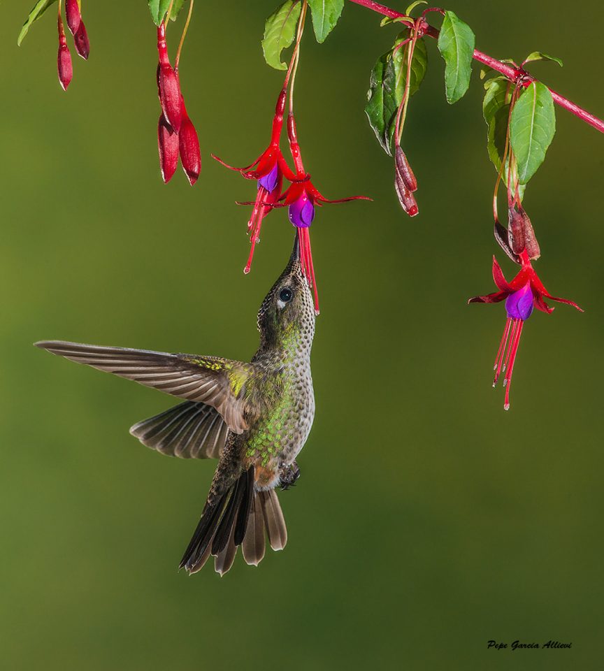 La Familia de los Chilcos