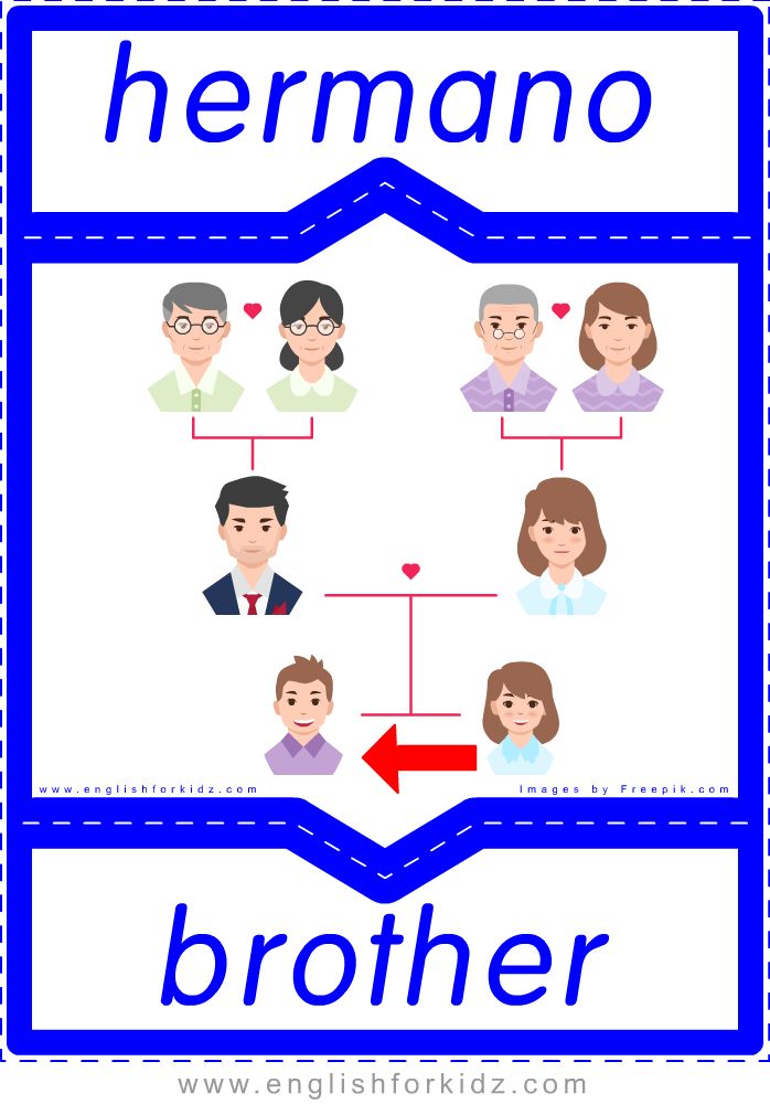English-Spanish Flashcards: Family Members. Part 1