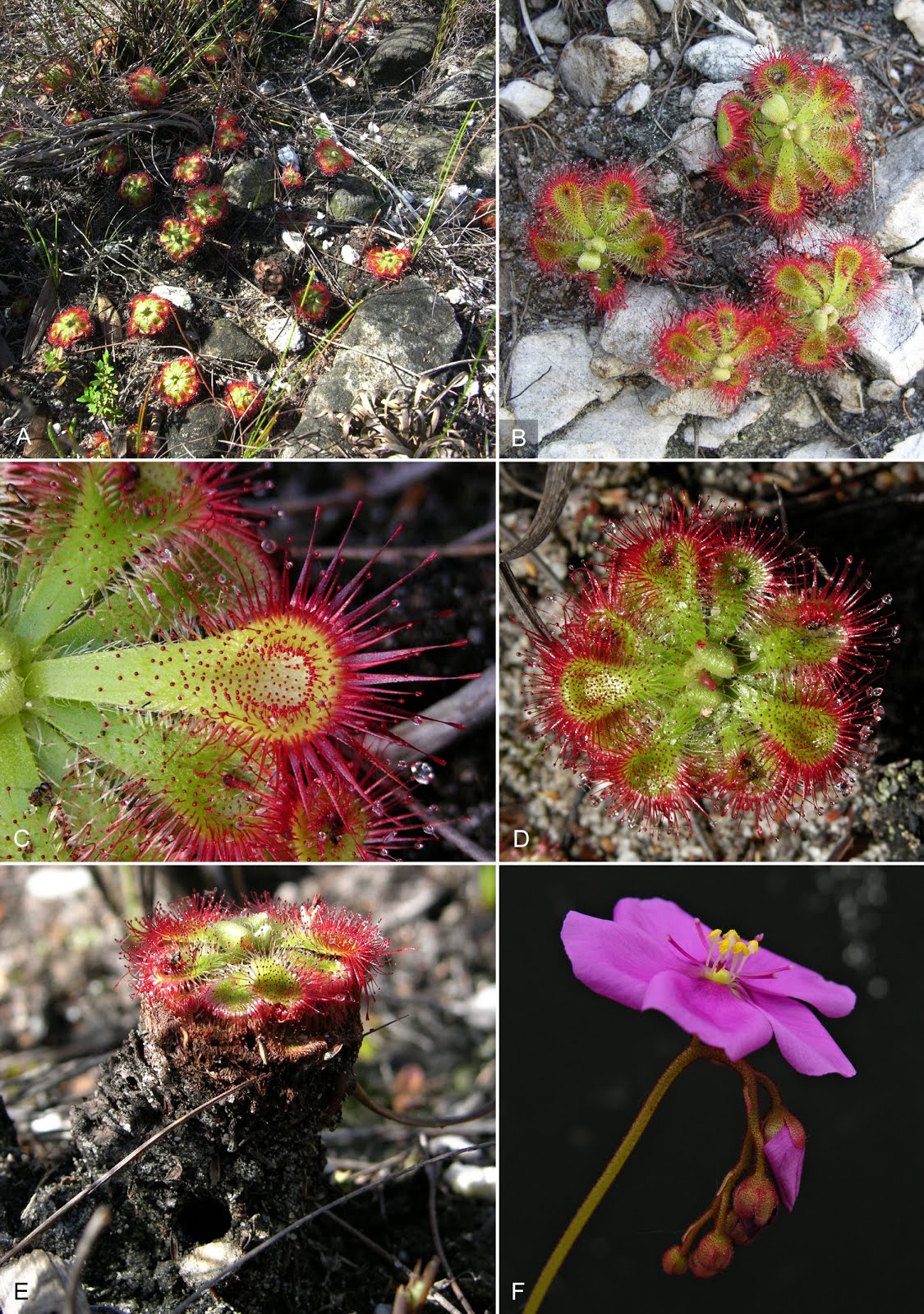 Species New to Science: [Botany • 2018] Drosera xerophila (Droseraceae ...