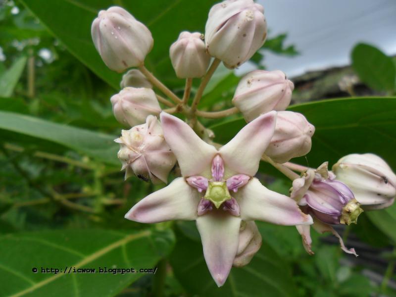 Crown flower - Calotropis gigantea