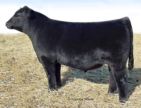 Habeger Show Stock News: Sexed Female Semen | The Answer | PB Angus
