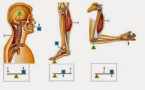 Robótica y más : Biomecánica, ¿Una ciencia nueva para México?