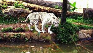 Ragunan Zoo, South Jakarta ~ Picnic 2 Indonesia