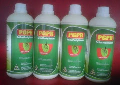 PGPR SOLUSI UNTUK PERTUMBUHAN DAN PENYAKIT TANAMAN | bibit-unggul