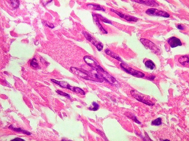 MORFOFISIOLOGIA I: GENERALIDADES DE HISTOLOGIA