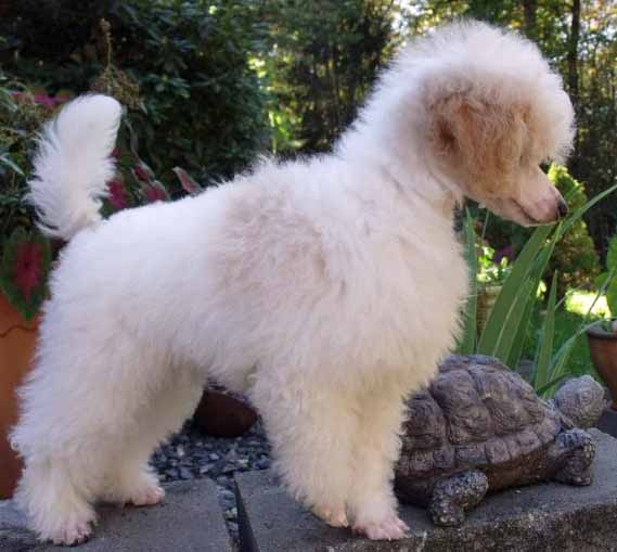 Huxtable The Poodle | Toy Poodle Blog | Parti Poodle: Cream and White ...