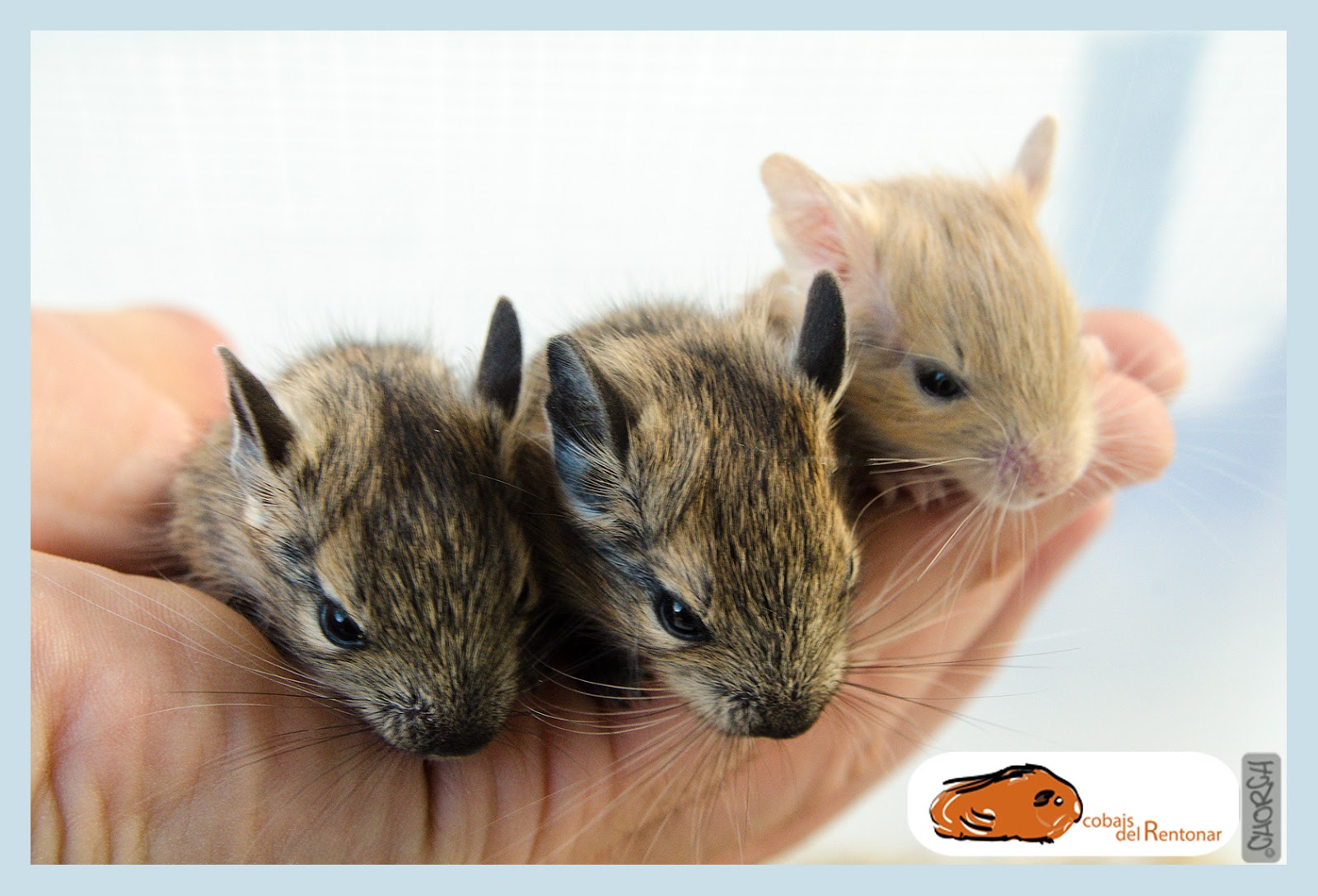 cobais del Rentonar: DEGÚ Sand y portadores.
