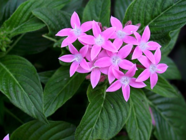 Imágenes de flores y plantas: Pentas