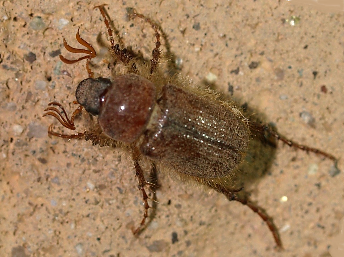 Arizona: Beetles, Bugs, Birds and more: Saturday Five