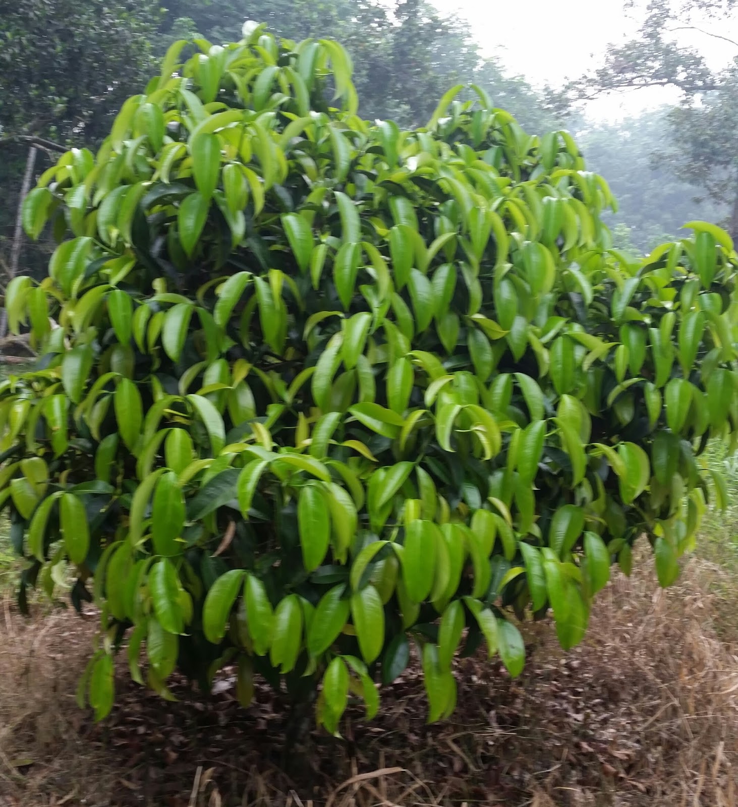 Warisan Petani: Tanaman Manggis.