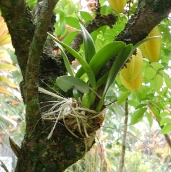 Cara Menanam Bunga Anggrek Hias - ATH Aneka Tanaman Hias - Aneka ...