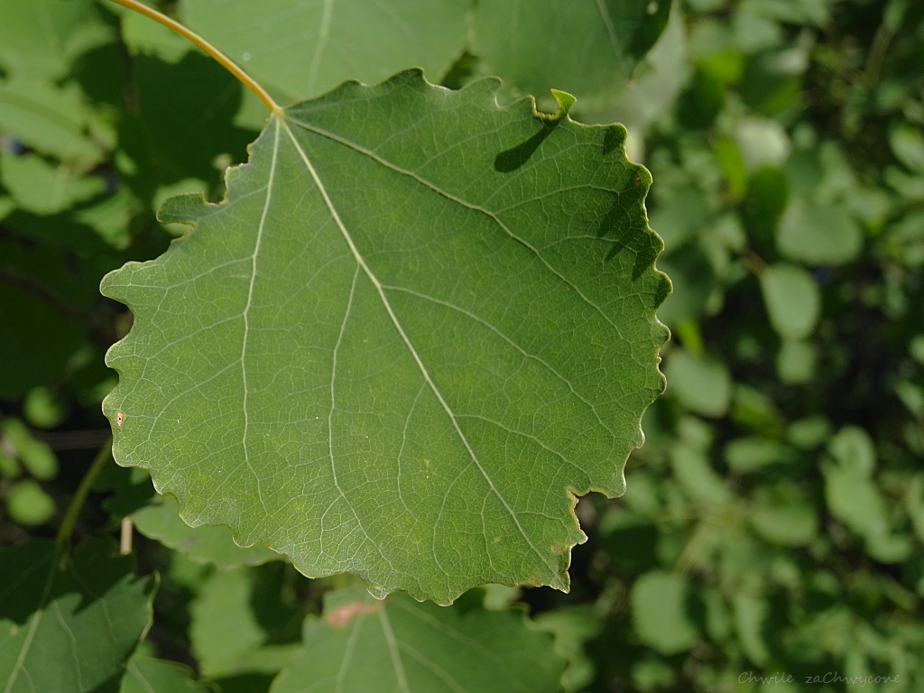 Chwile zaChwycone: Liście osiki