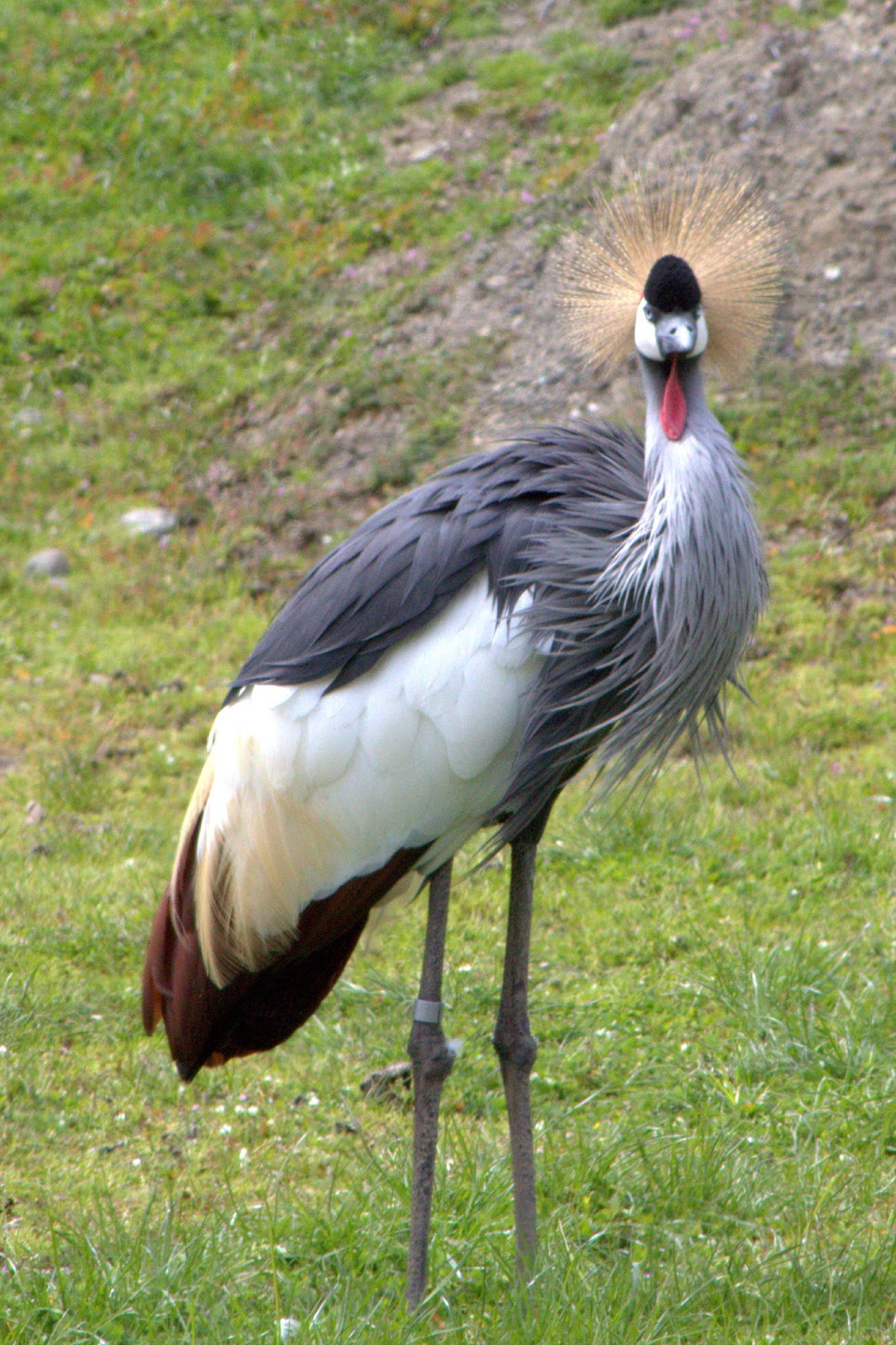 Something About Everything: Napa Safari - Birds