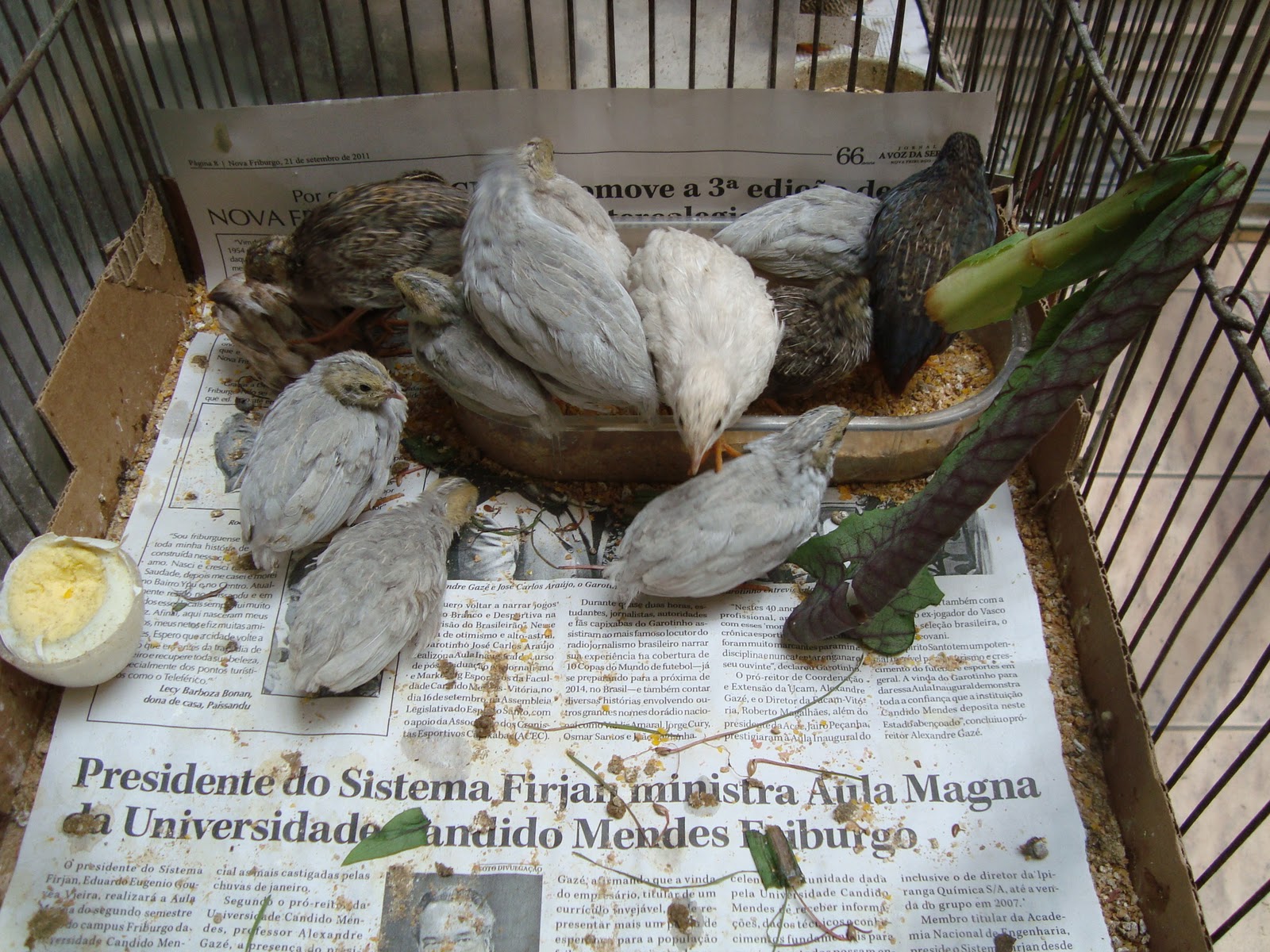 codorna chinesa: Codorna Chinesa Blue Face , Cinnamon (Canela) , Silver ...
