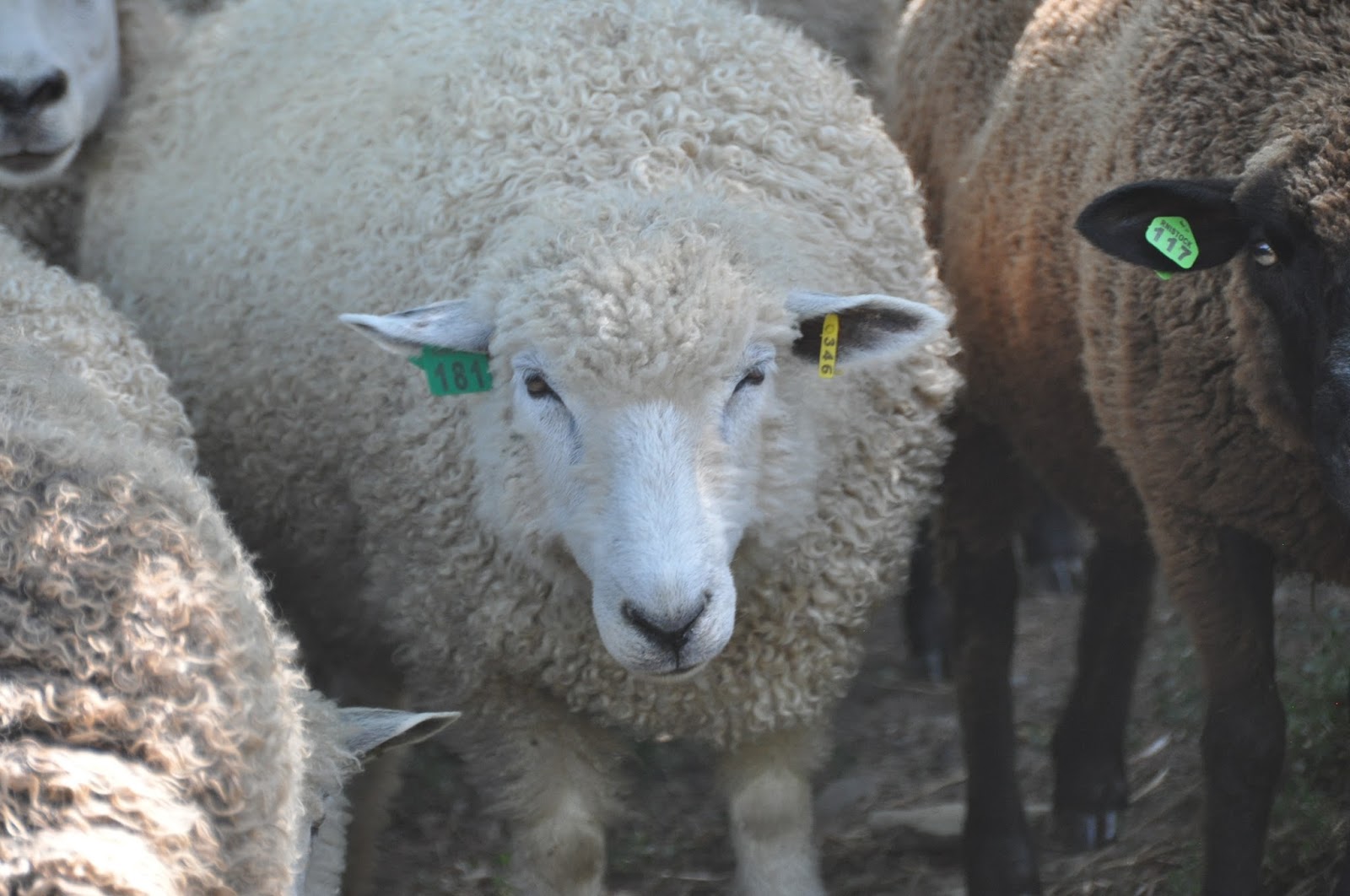 Knee Deep in Sheep: Sheep Shots