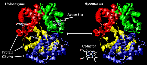 Kerja Enzim dan Fungsi Enzim Dalam Tubuh