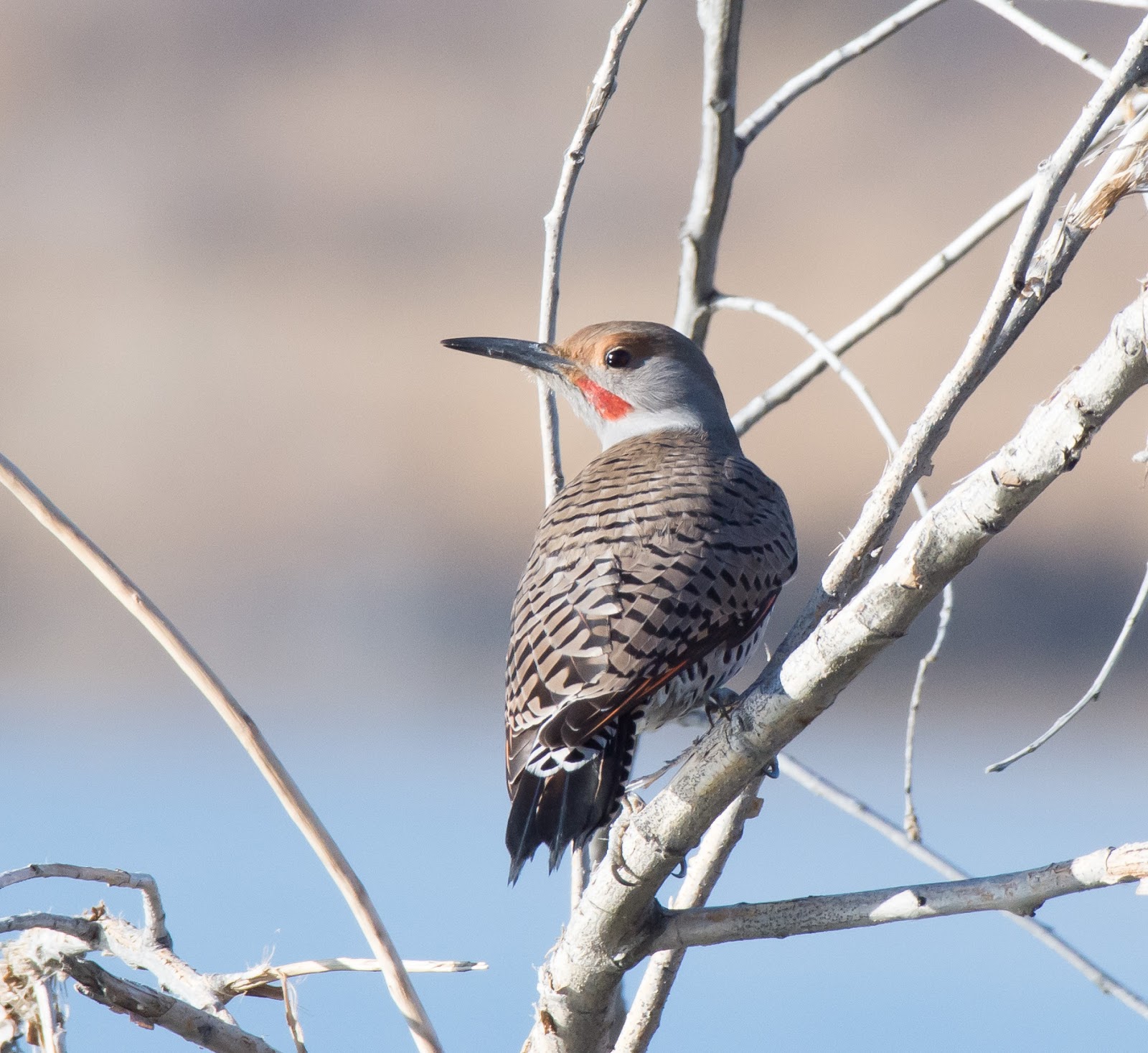 Gordon's Birding Adventures: Winter Birding in Nebraska