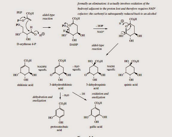 Jalur Shikimat - Asam Amino Aromatik dan Phenilpropanoid