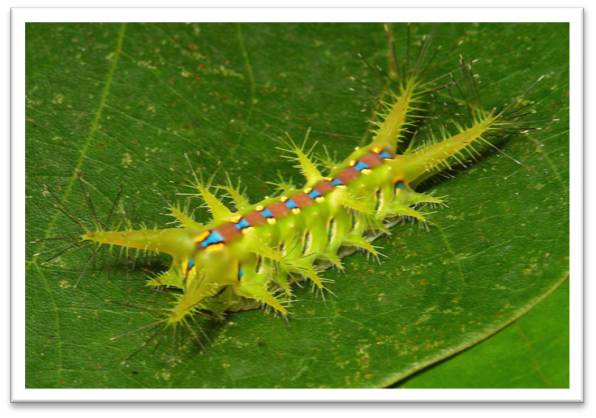 Membangun Perkebunan Kelapa Sawit: Hama Ulat Api Setora Nitens