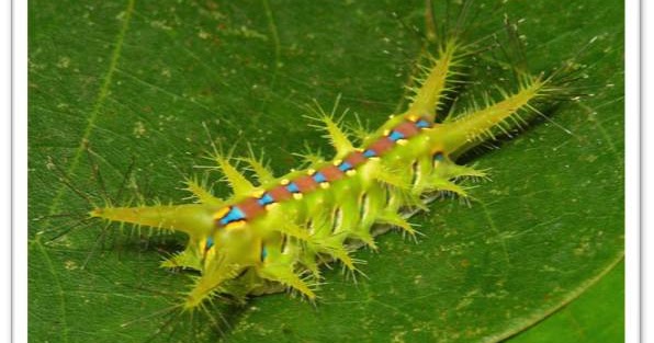 Membangun Perkebunan Kelapa Sawit: Hama Ulat Api Setora Nitens