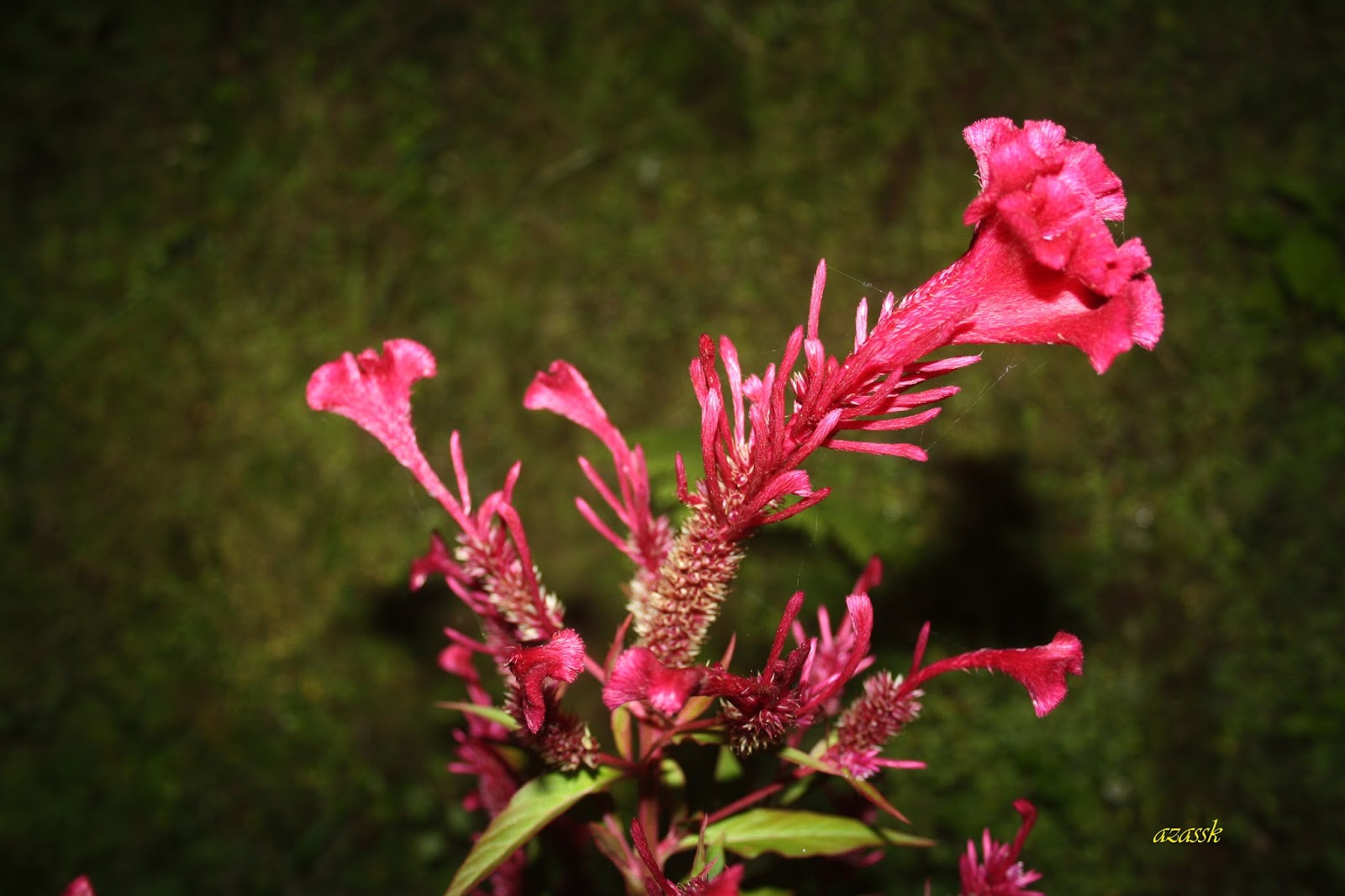 Calm-Sojourner: Flowers from Mizoram