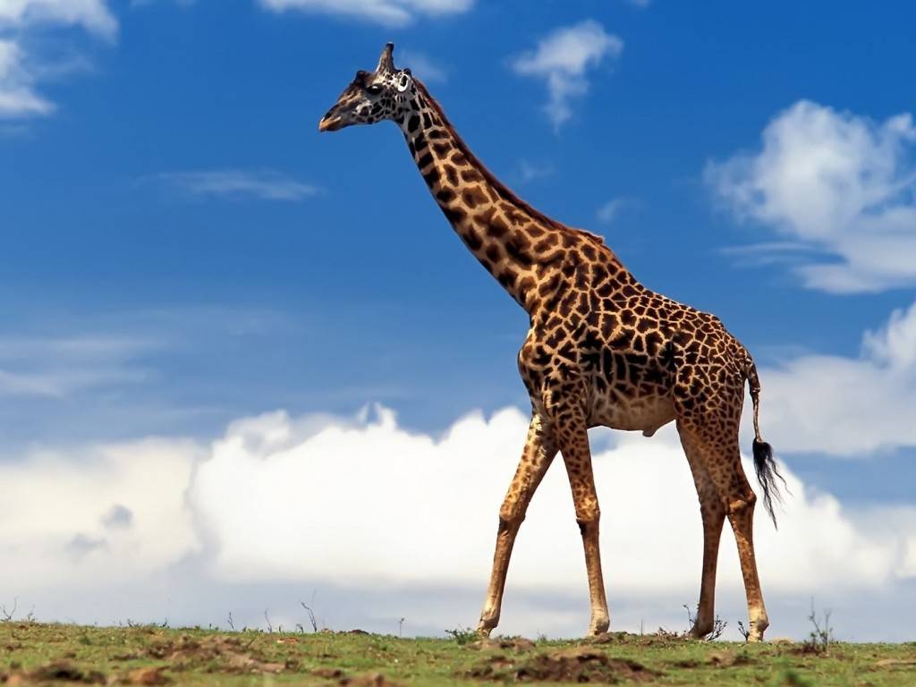 Żyrafy na smyczy: Żyrafa (Giraffa camelopardalis). Podstawowe informacje.