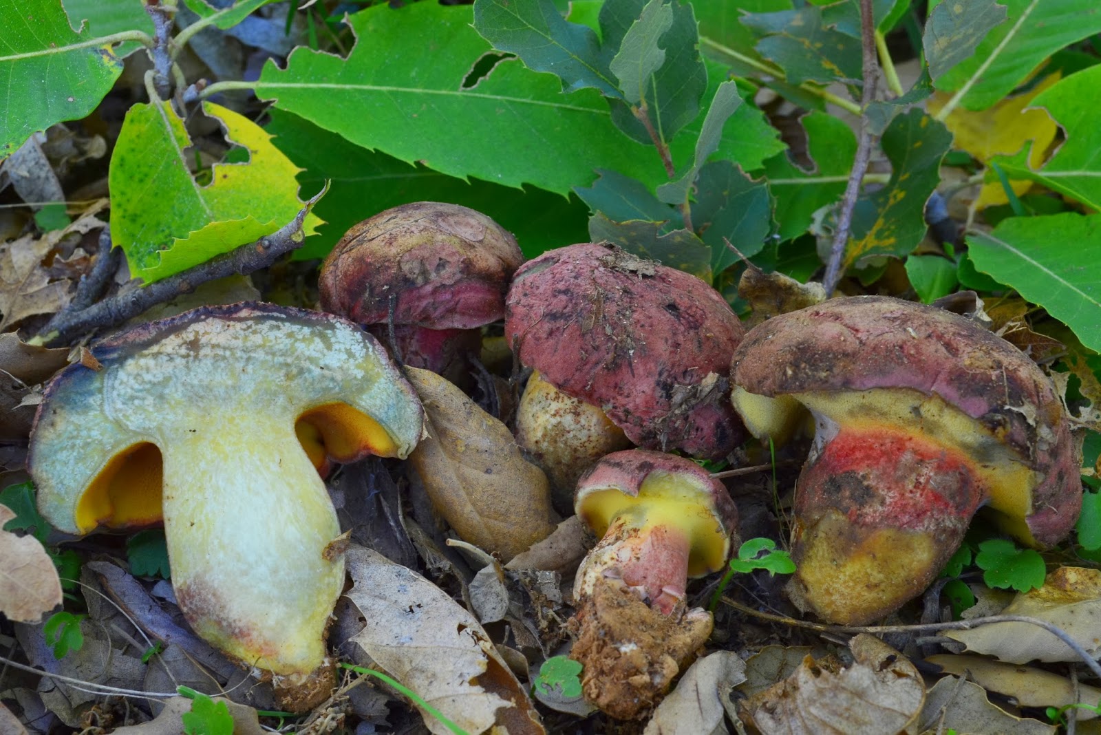 Setas Extremadura : Xerocomus Armeniacus