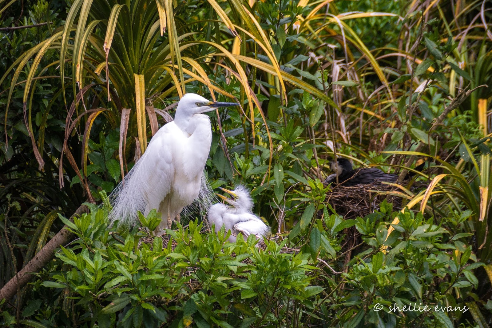 Two Go Tiki Touring: White Herons of Waitangiroto