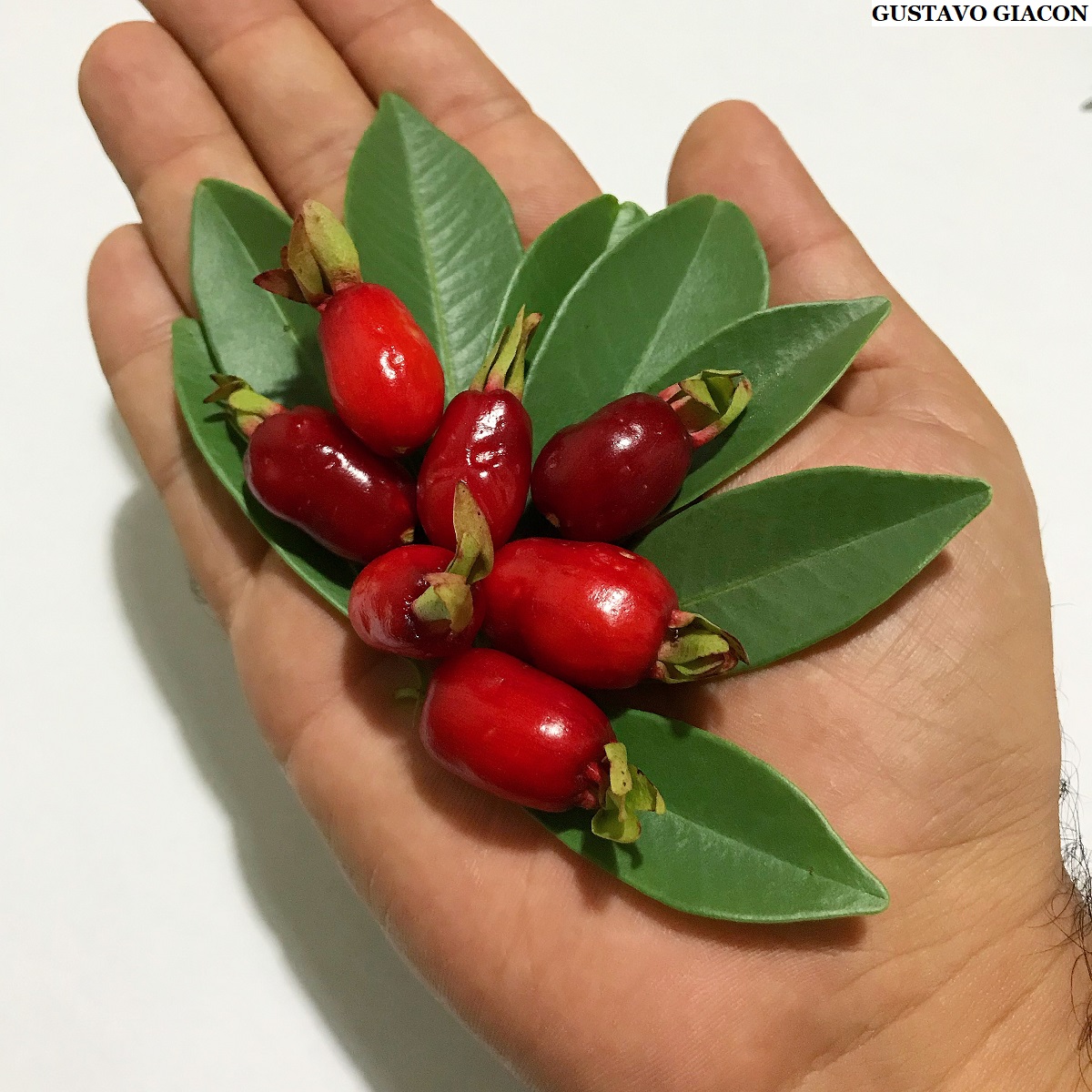 Viveiro Ciprest - Plantas Nativas e Exóticas: Cereja do Cerrado ...