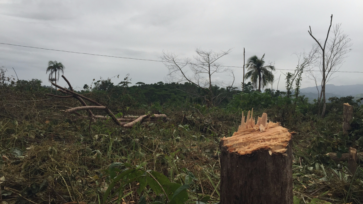 kaingin - philippin news collections