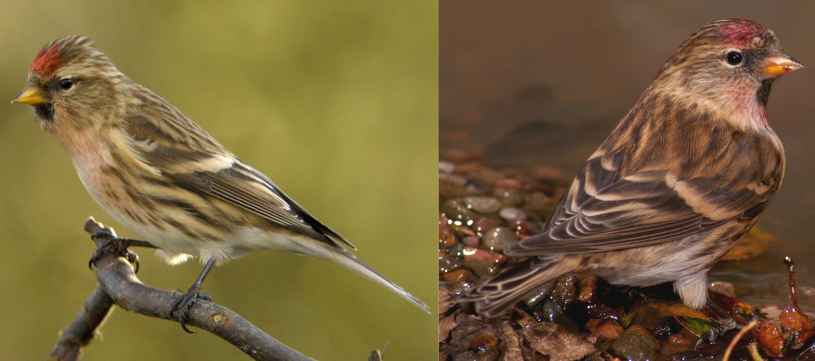 Worcestershire Redpolls and separation guide: Worcestershire Redpolls ...