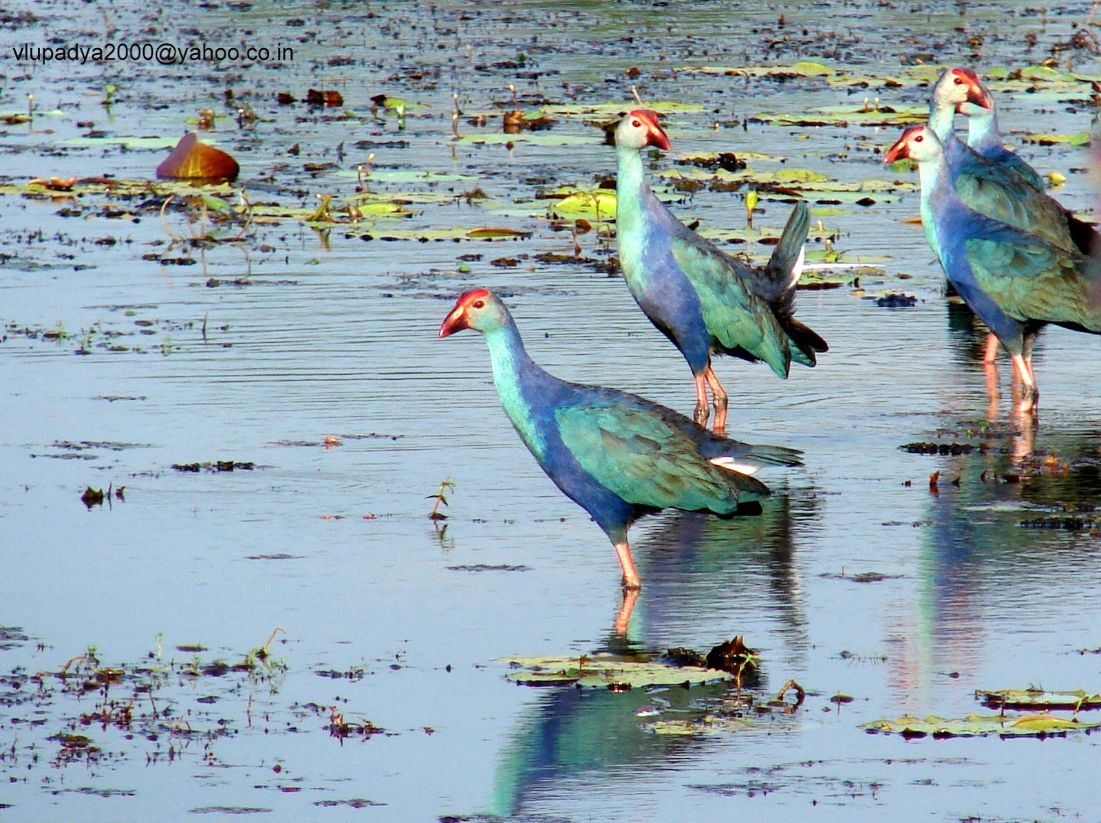 Birds of Malyadi: Our Initiative