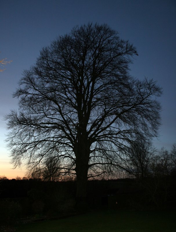 A Changing Life: When Great Trees Fall, by Maya Angelou