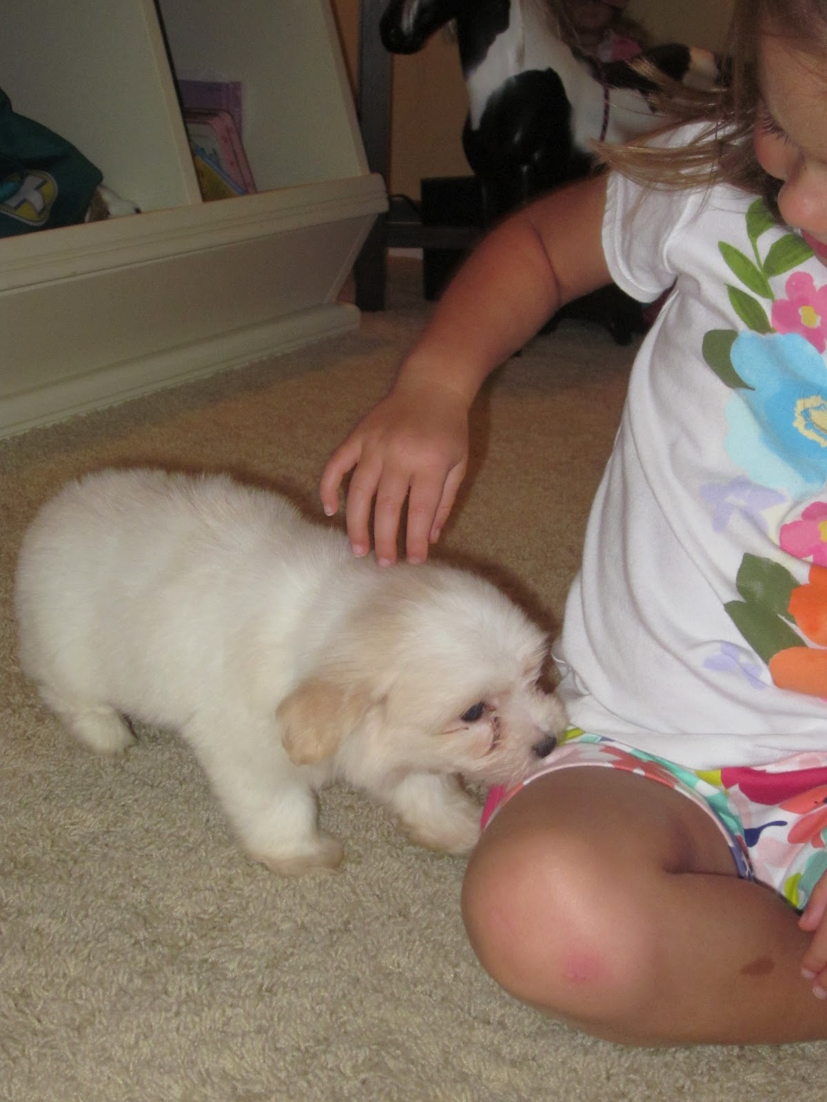 Poppy Popsicle Recipe | Mix and Match Mama