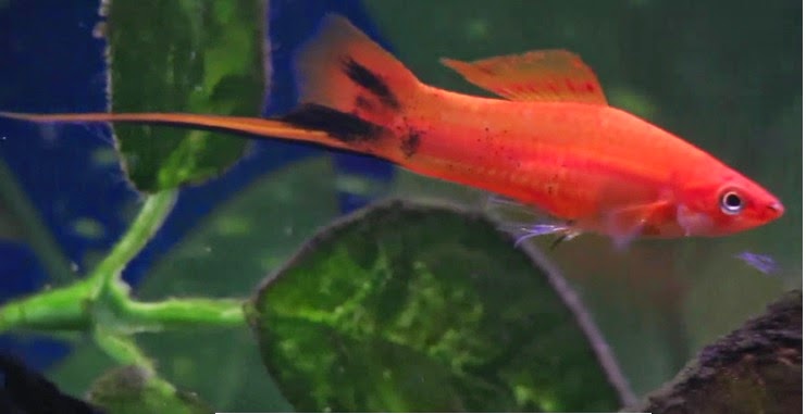 Fish Zone: swordtail