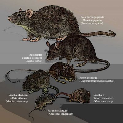 Pericotes tan grandes como gatos (VIDEO) | BOMBEROS SAN RAFAEL