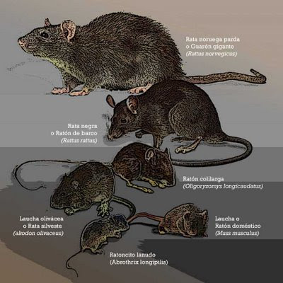 Chile: encuentran rata gigante en iquique - Foros Perú