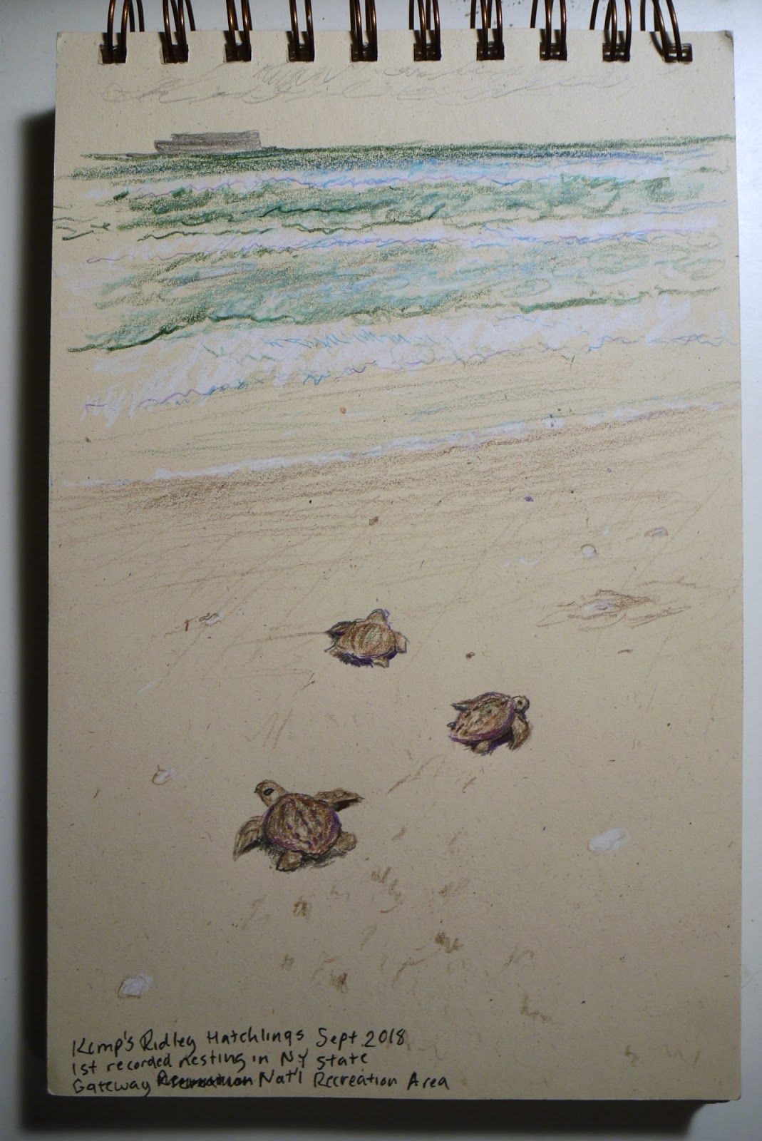 Frogma: Doodle du jour - Kemp's Ridley sea turtle hatchlings, NYC