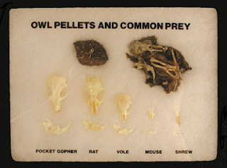 Adventures With Mel & Syd: Owl Pellets