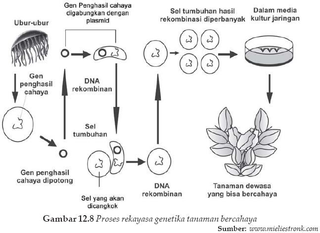 19+ Contoh Rekayasa Genetika